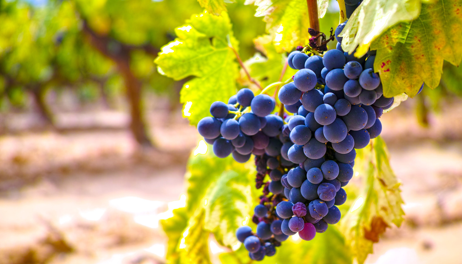 Syrah de diferentes estilos